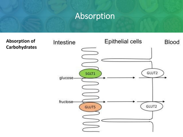 Digestion, absorption and transport of food | PDF | Digestive Disorders ...