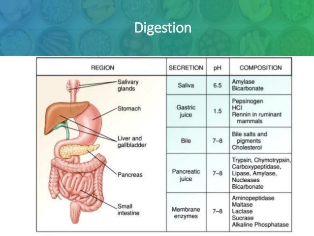 Digestion, absorption and transport of food