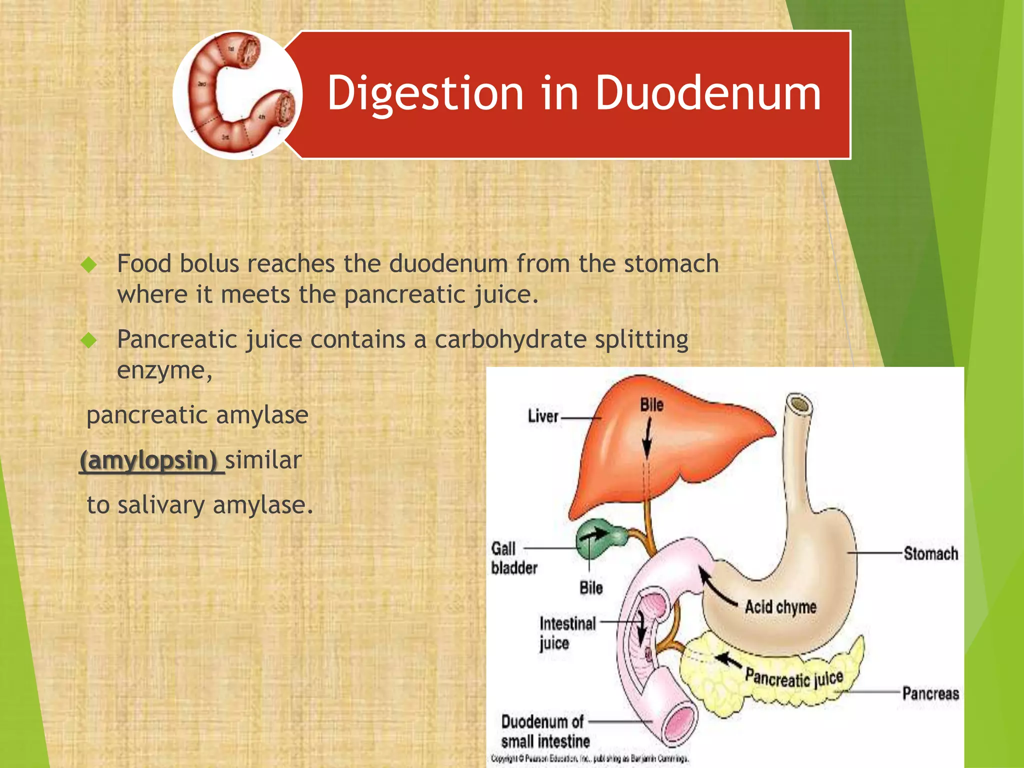 Digestion & absorption of carbohydrate | PPTX