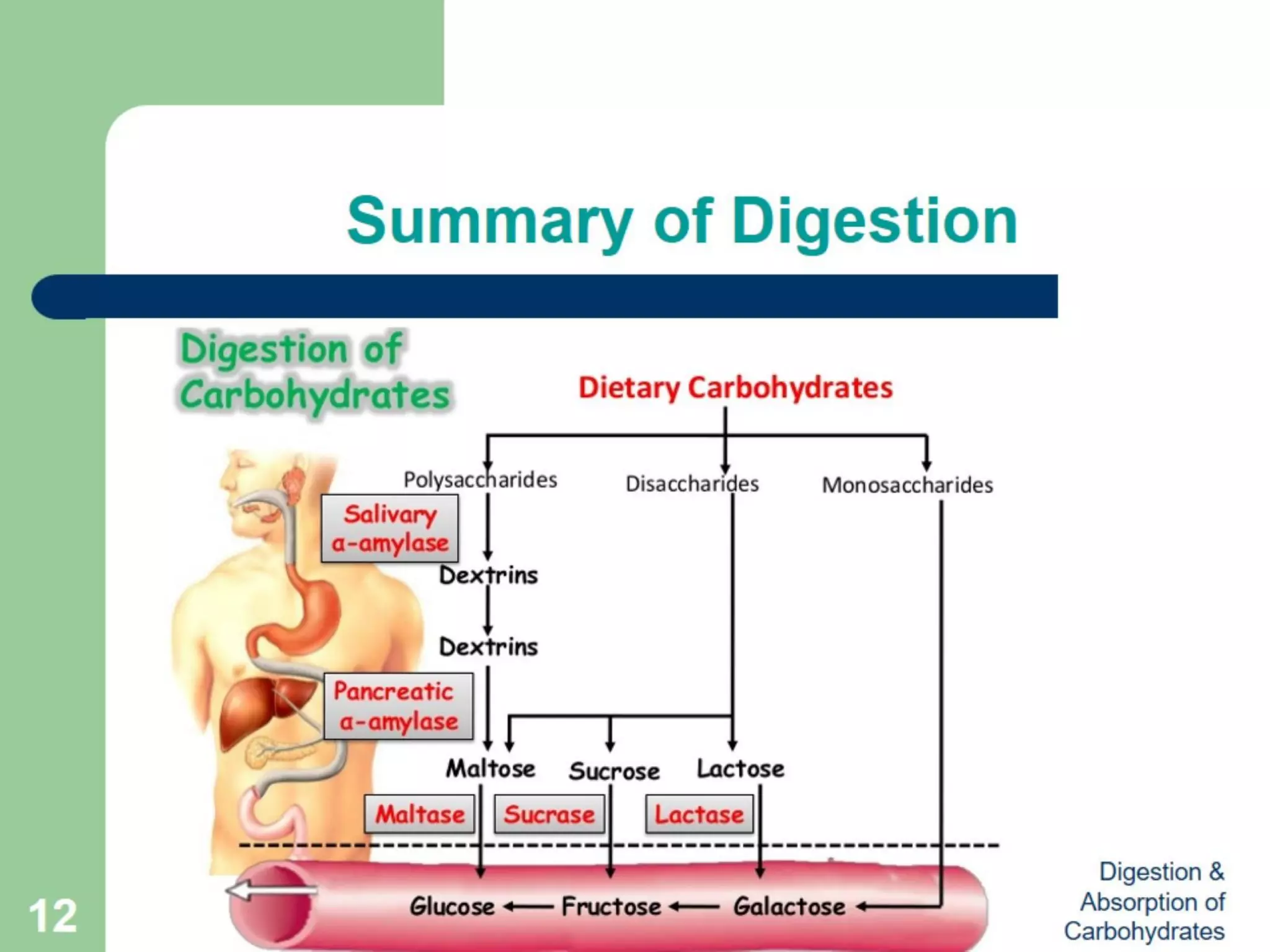 Digestion & absorption of carbohydrates | PDF