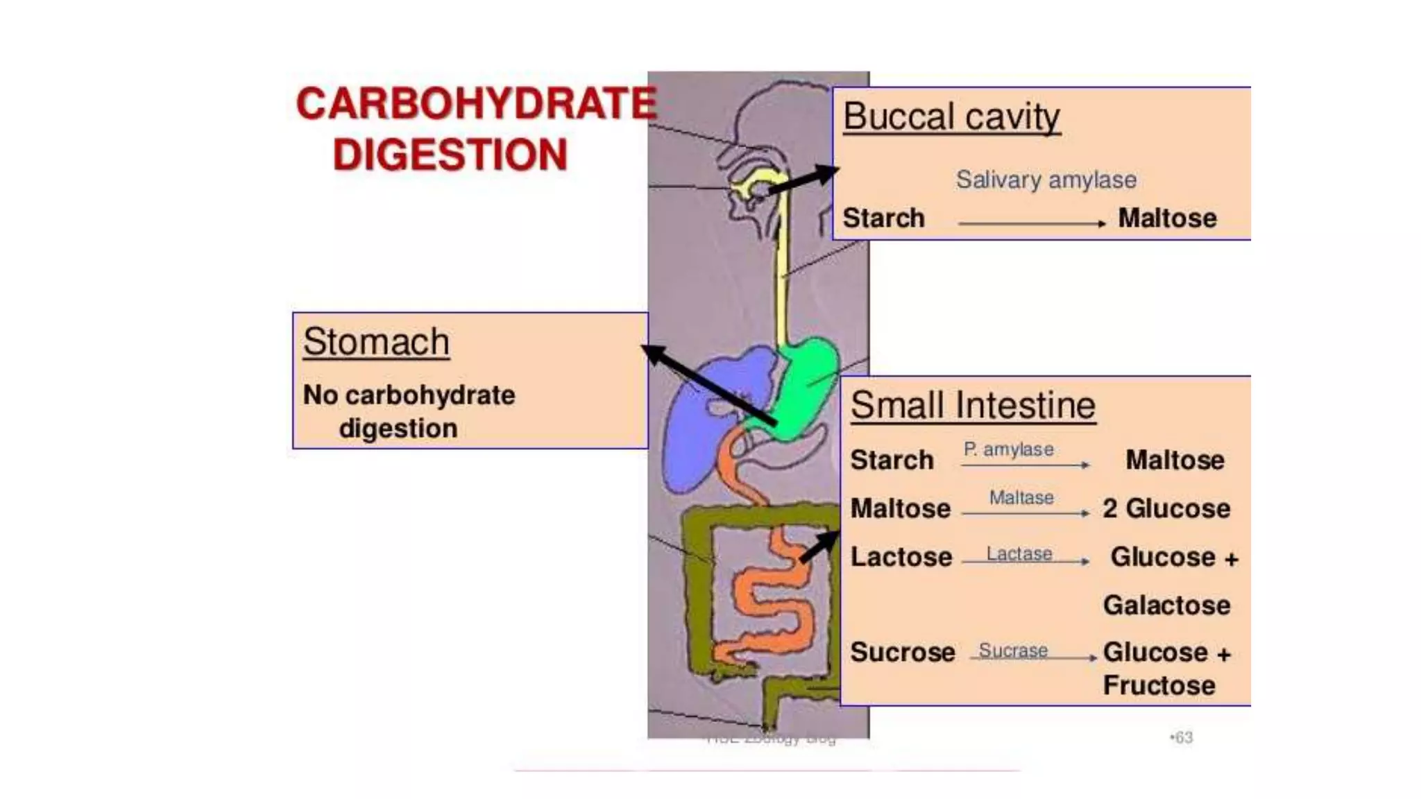 Digestion & absorption of carbohydrates | PPTX