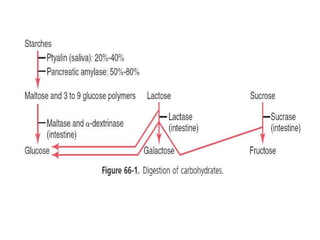 Digestion& Absorption of Carbohydrate.pptx