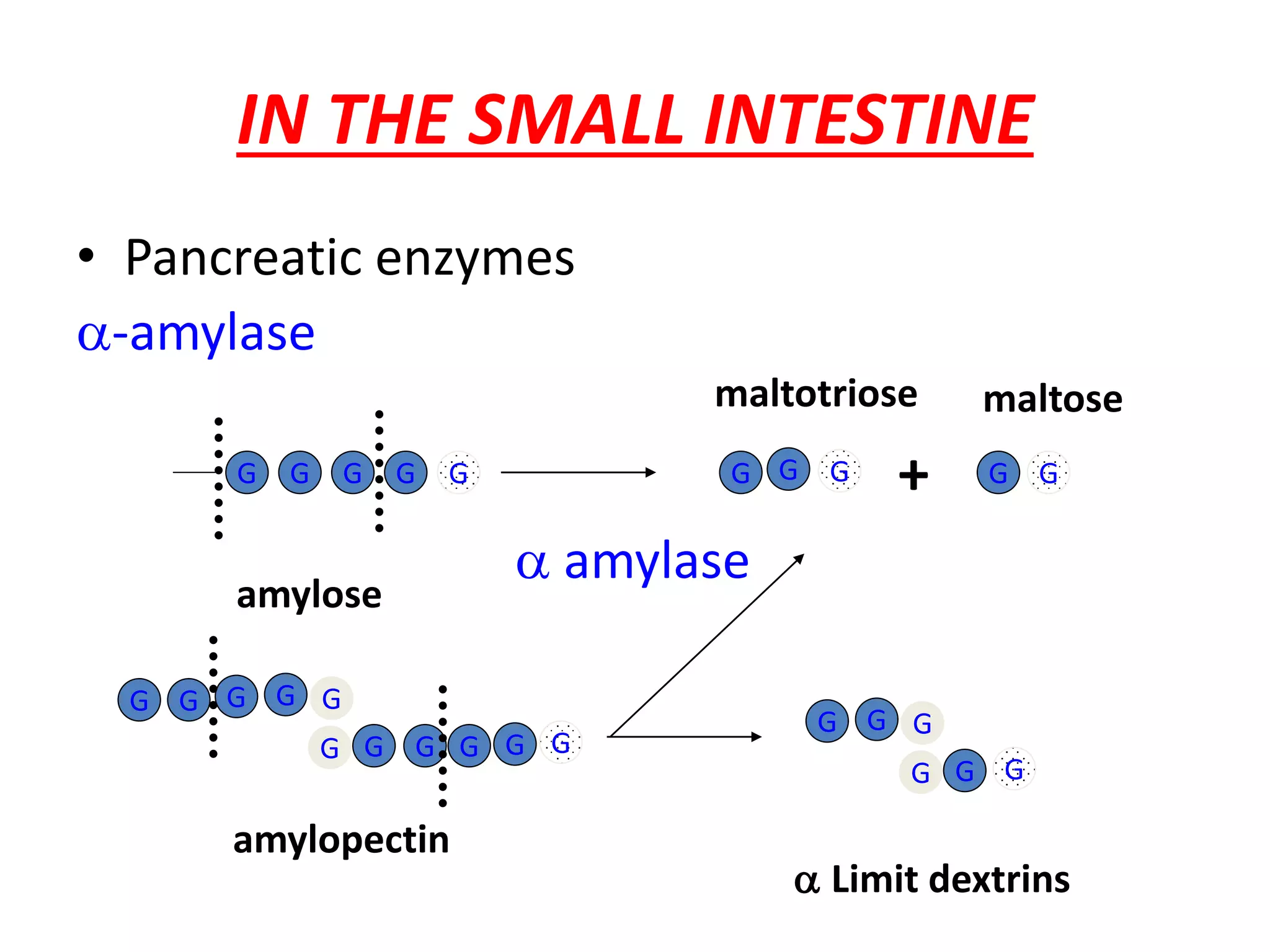 Digestion & absorption of CHO | PPTX