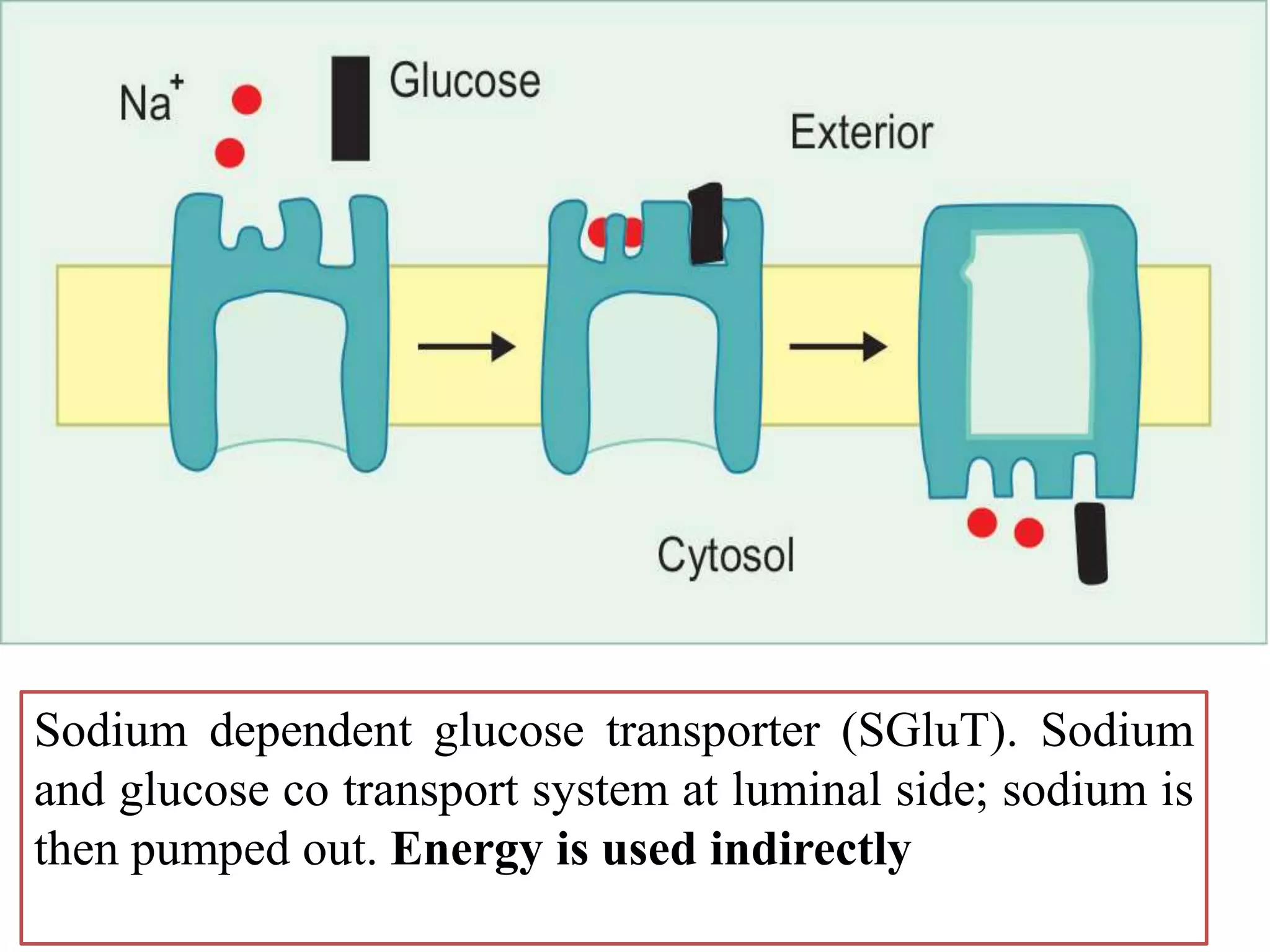 Digestion & absorption of CHO | PPTX