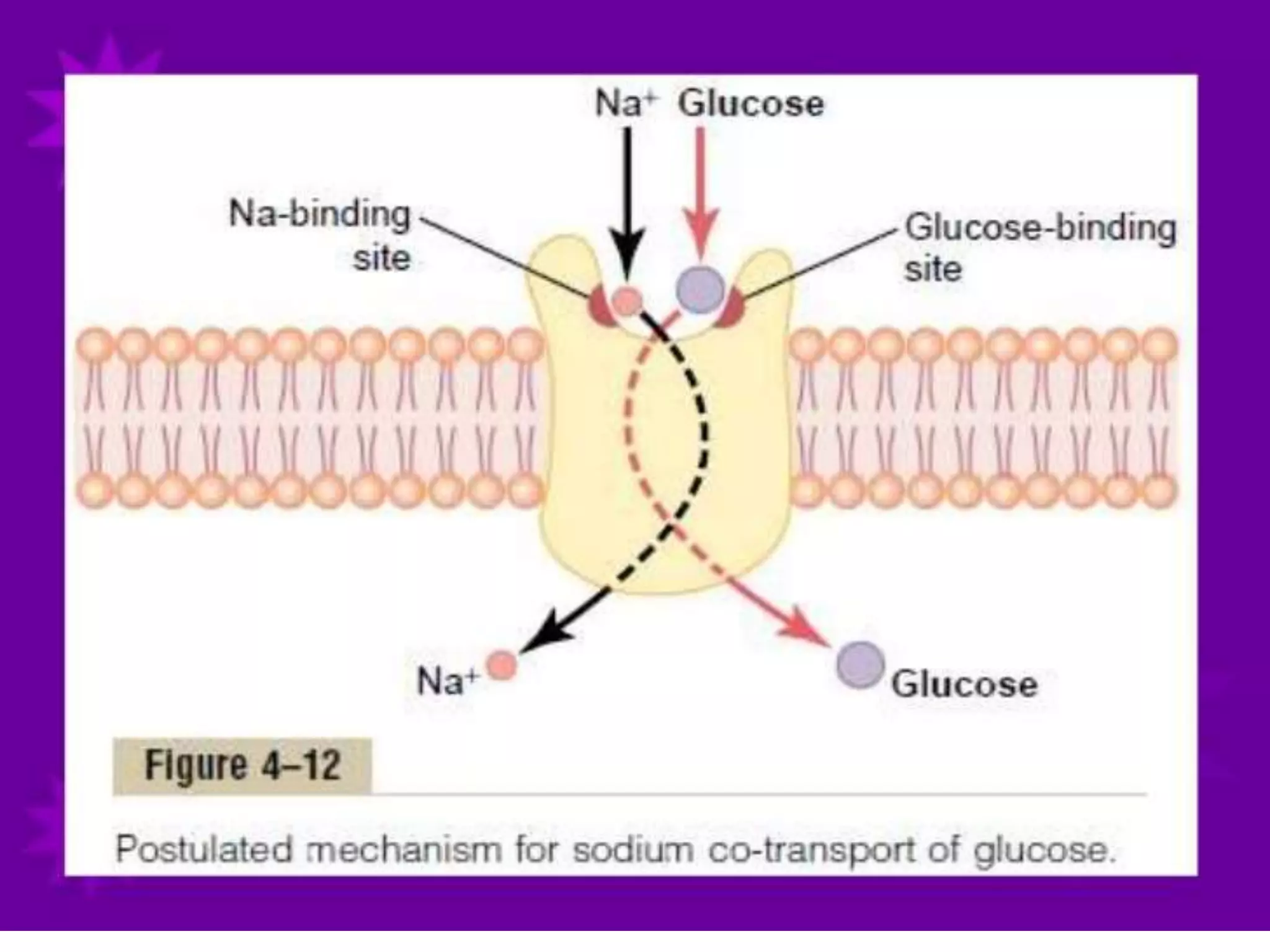 Digestion & absorption of CHO | PPTX