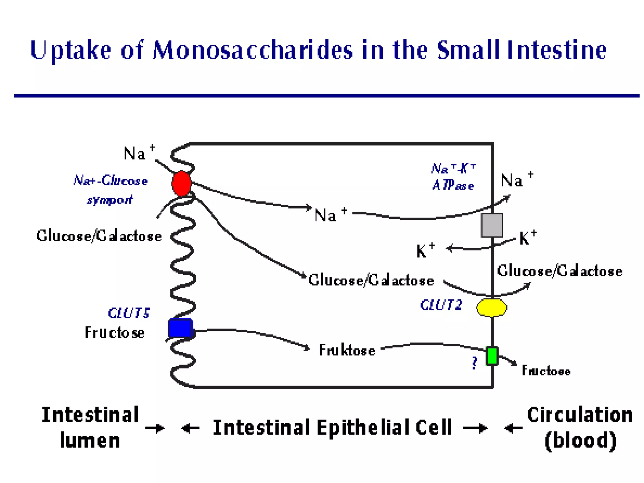 Digestion & absorption of CHO | PPTX
