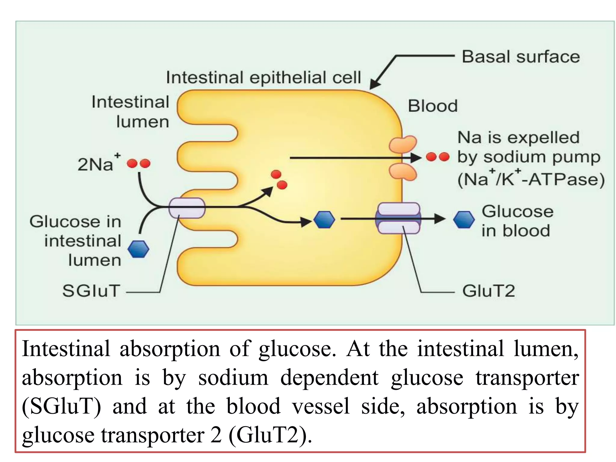 Digestion & absorption of CHO | PPTX