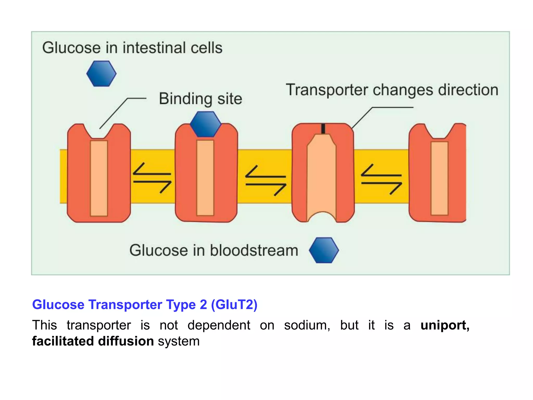 Digestion & absorption of CHO | PPTX