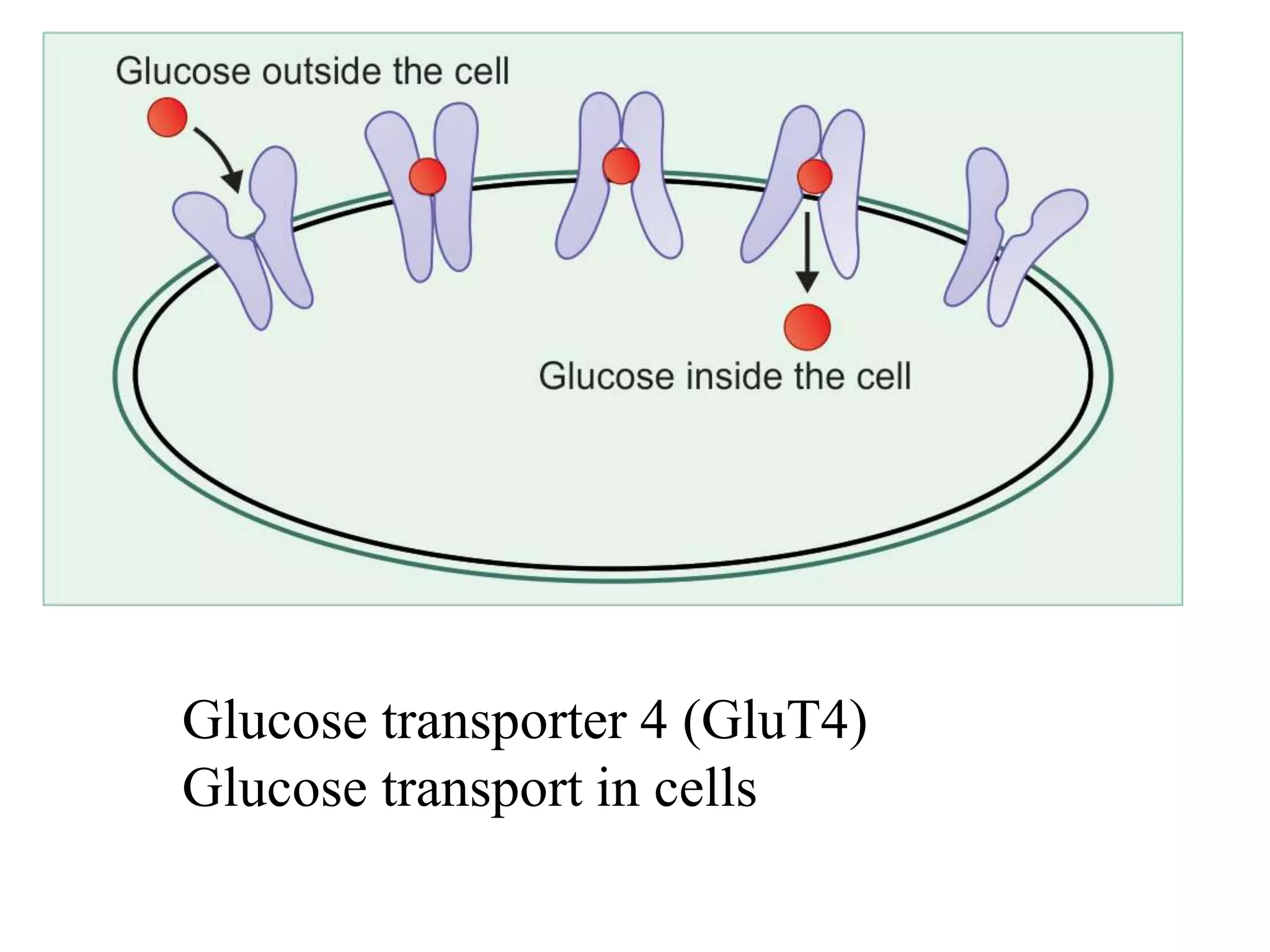 Digestion & absorption of CHO | PPTX
