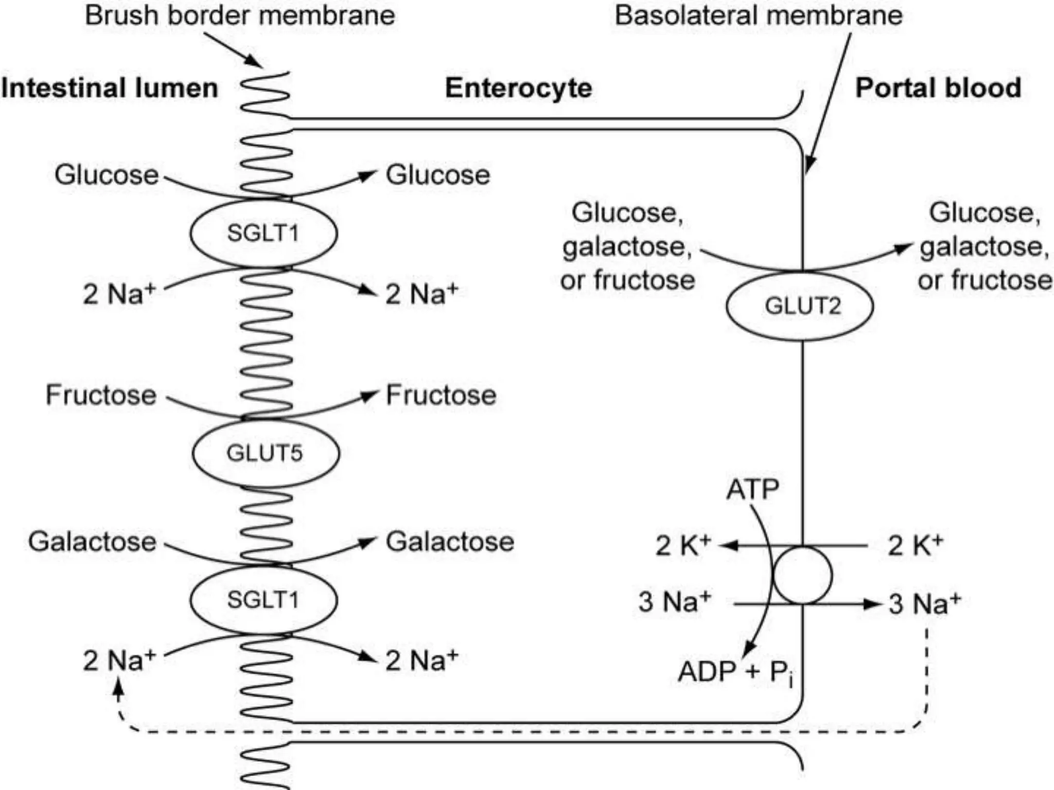 Digestion & absorption of CHO | PPTX