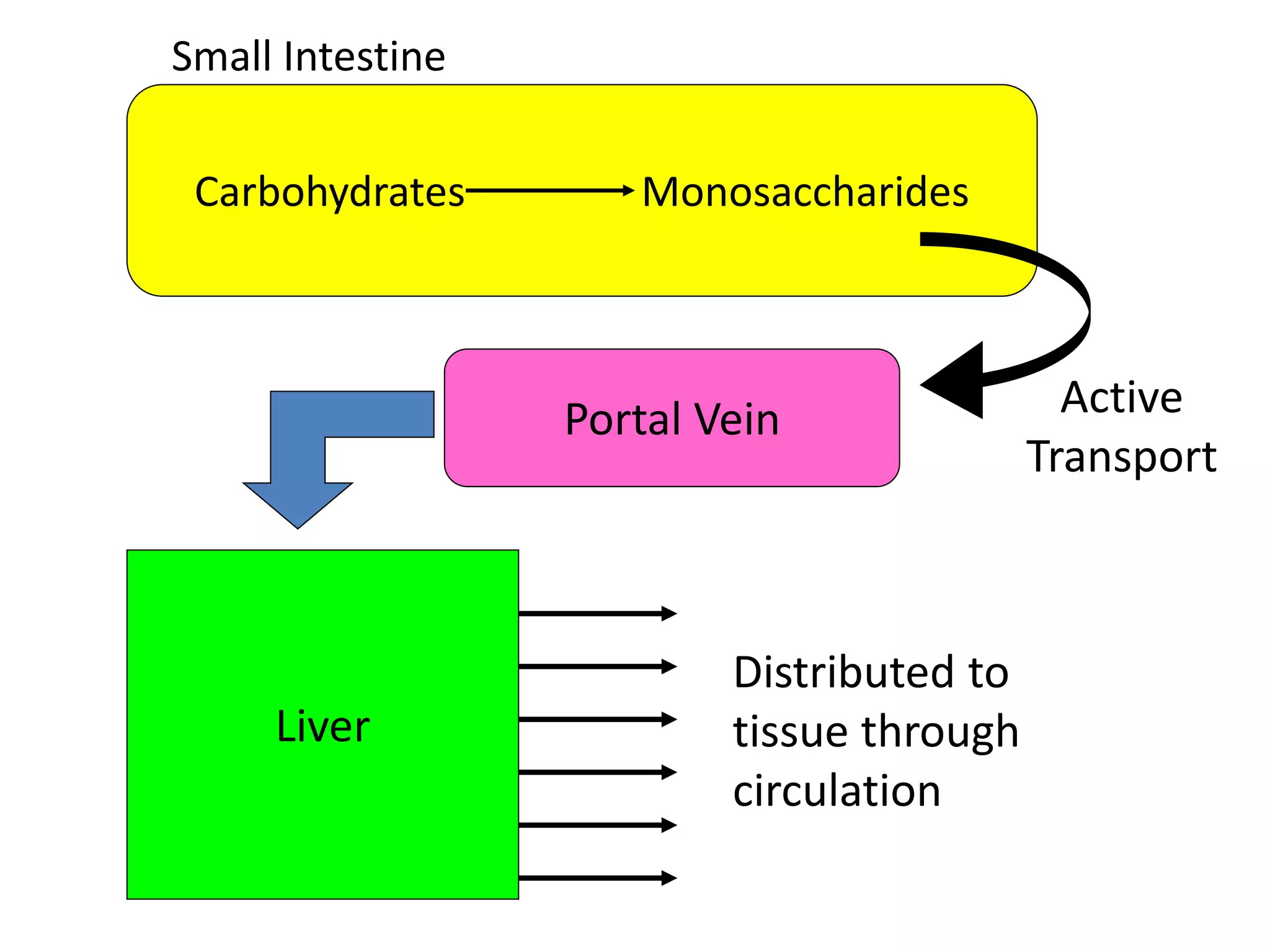 Digestion & absorption of CHO | PPTX