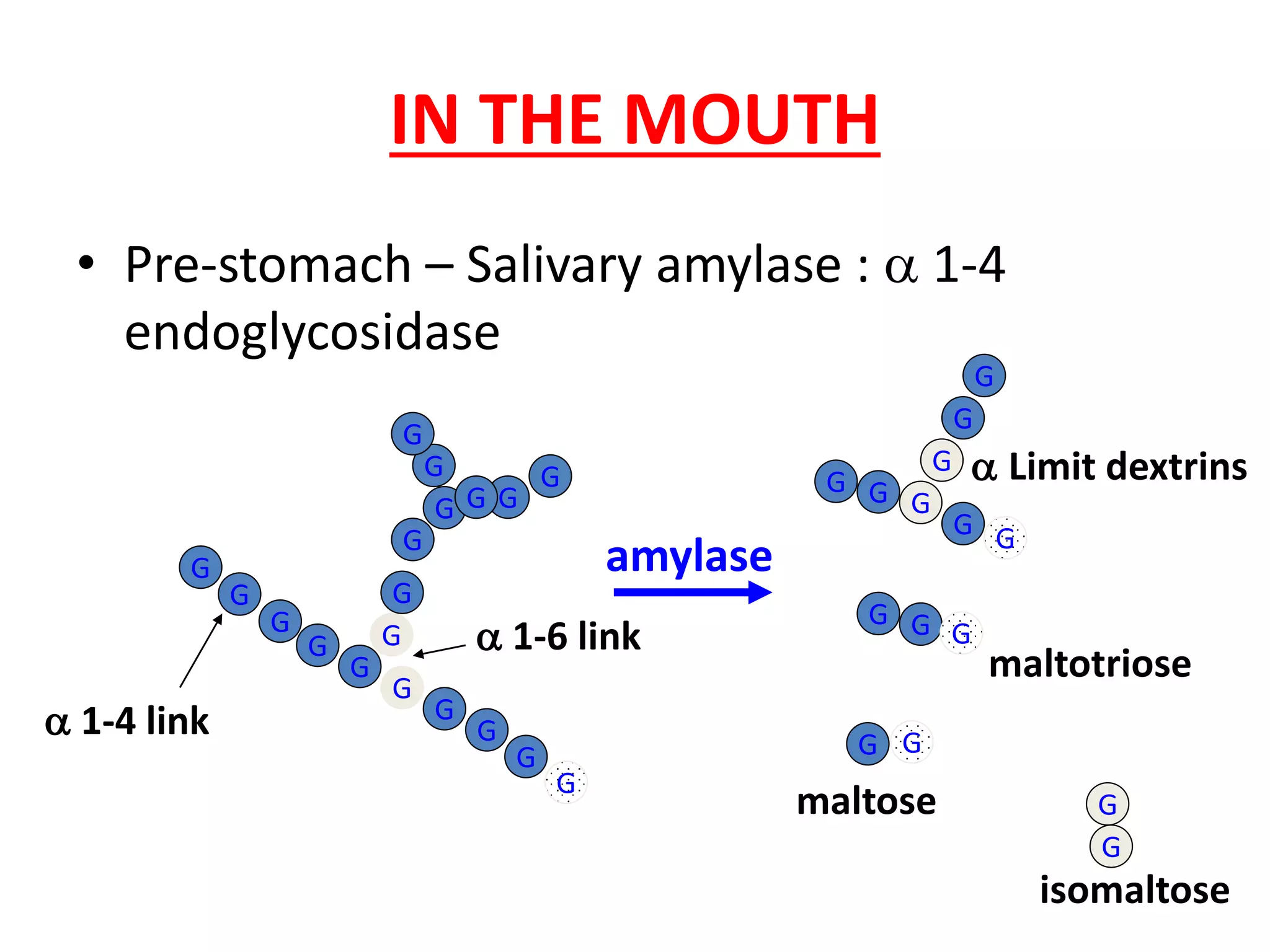 Digestion & absorption of CHO | PPTX