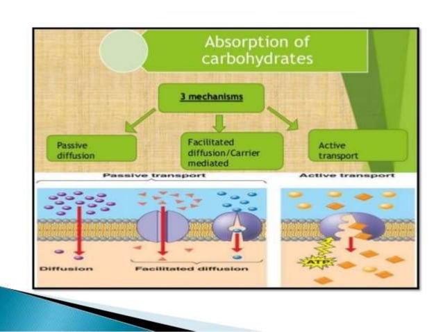 Digestion & absorption of CHO | PPTX