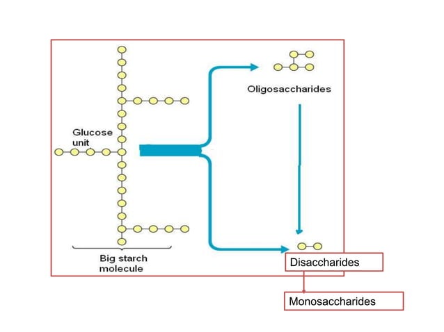 Digestion & absorption of CHO | PPTX