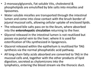 Digestion & absorption of lipids | PPTX