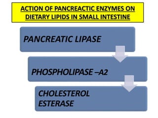 Digestion &absorption of lipids | PPTX