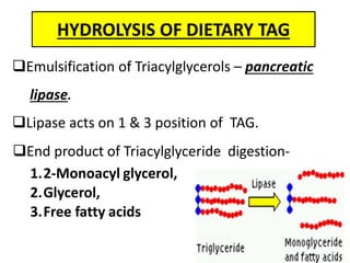 Digestion &absorption of lipids | PPTX