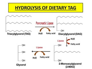 Digestion &absorption of lipids | PPTX