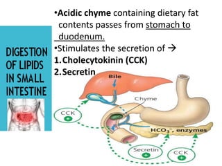 Digestion &absorption of lipids | PPTX
