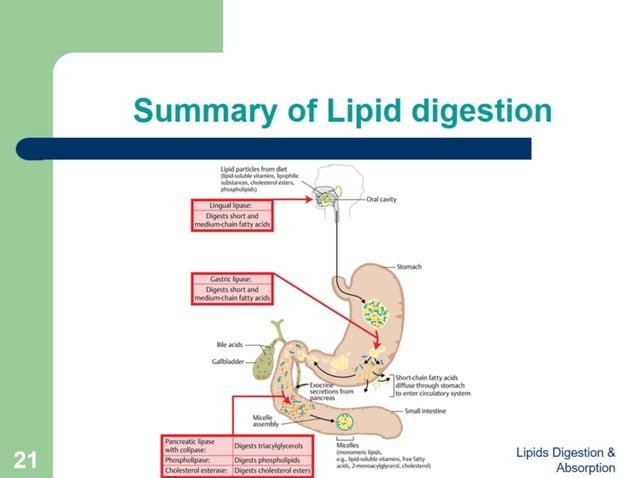 Digestion and absorption of lipids (Biochemistry) | PDF