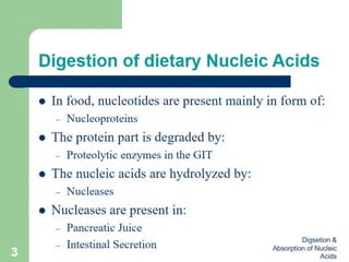 Digestion and Absorption of nucleic acids (Biochemistry) | PDF