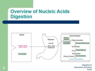 Digestion and Absorption of nucleic acids (Biochemistry) | PDF