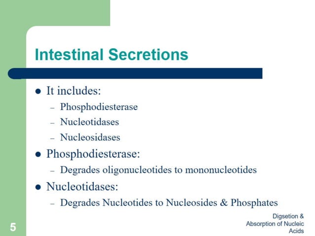 Digestion and Absorption of nucleic acids (Biochemistry)