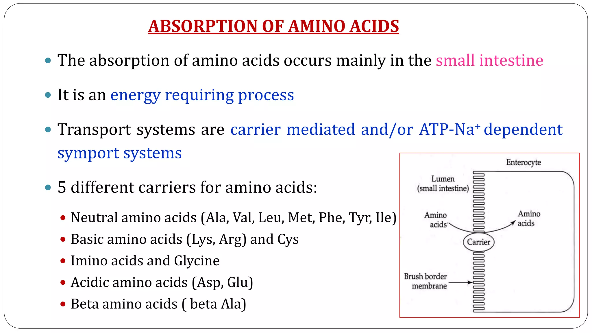 Digestion & absorption of proteins | PPTX