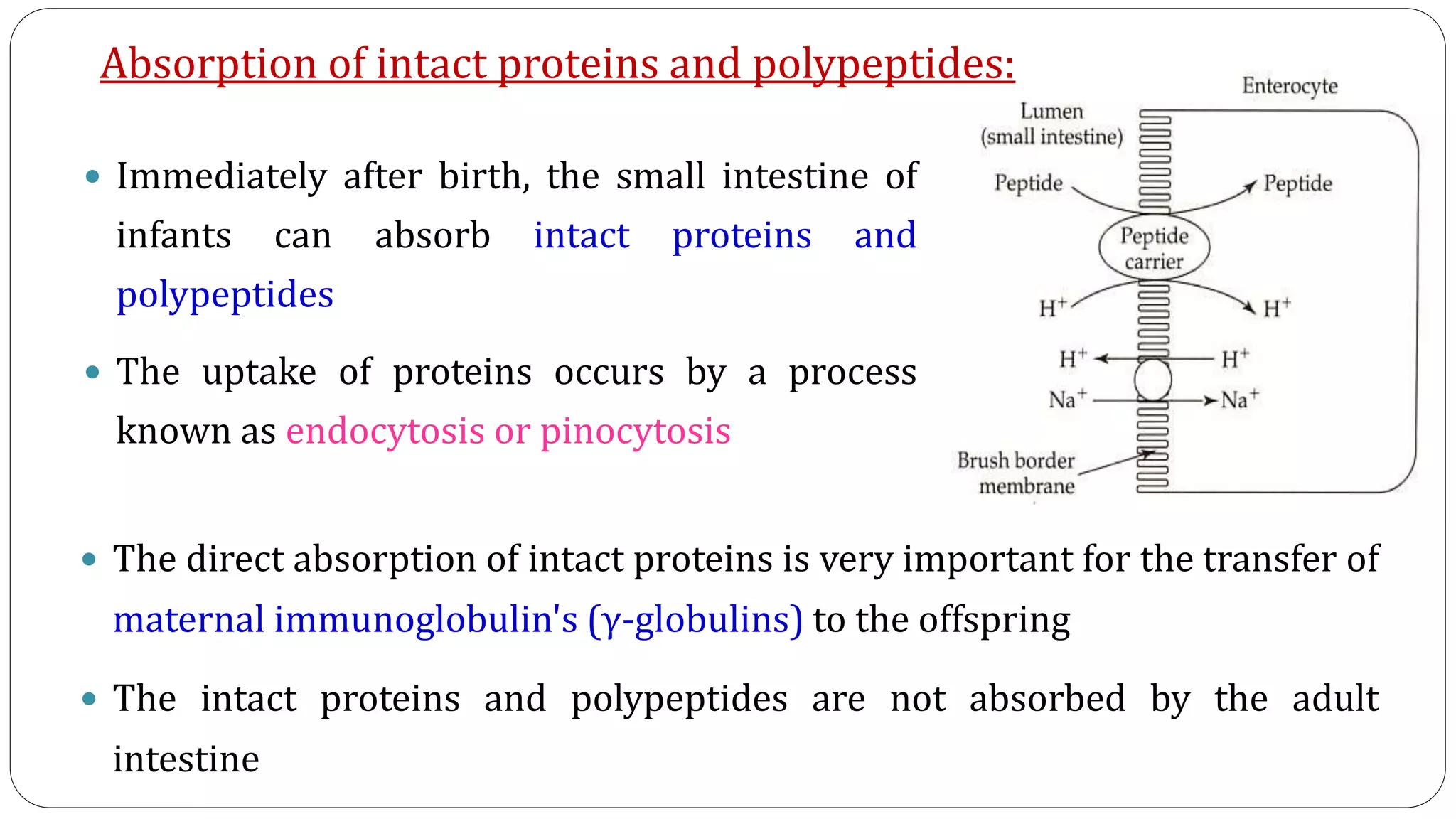 Digestion & absorption of proteins | PPTX