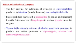 Digestion & absorption of proteins | PPTX