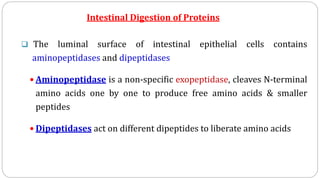Digestion & absorption of proteins | PPTX