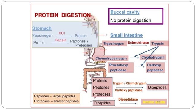 Digestion & absorption of proteins | PPTX | Digestive Disorders ...