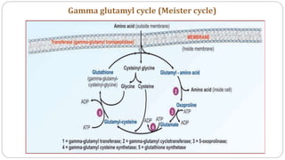 Digestion & absorption of proteins | PPTX