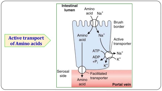 Digestion & absorption of proteins