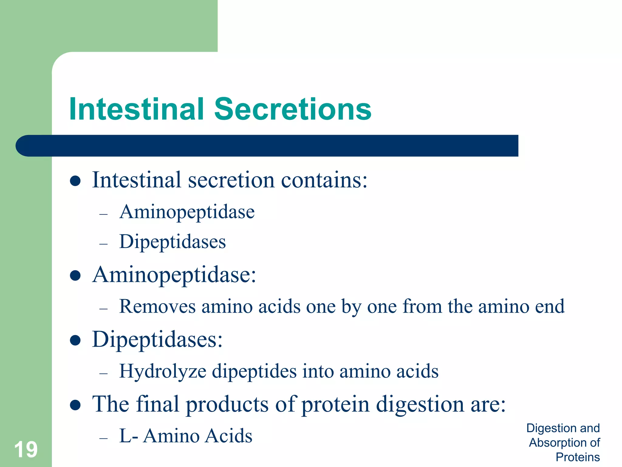 Digestion and absorption of proteins (Biochemistry) | PDF