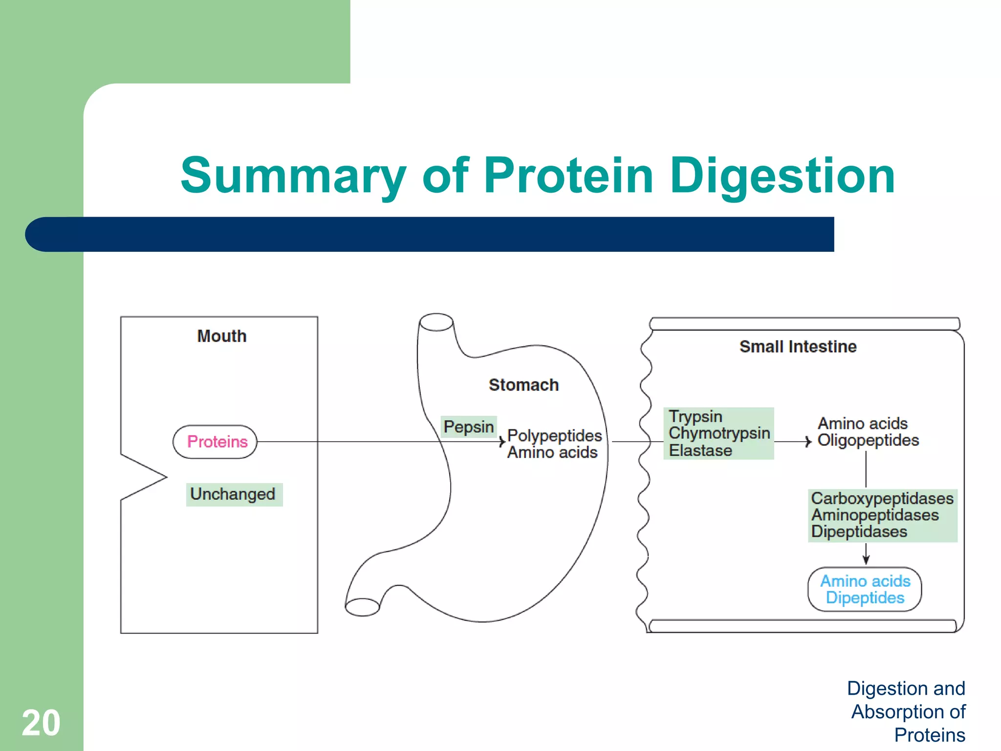Digestion and absorption of proteins (Biochemistry) | PDF