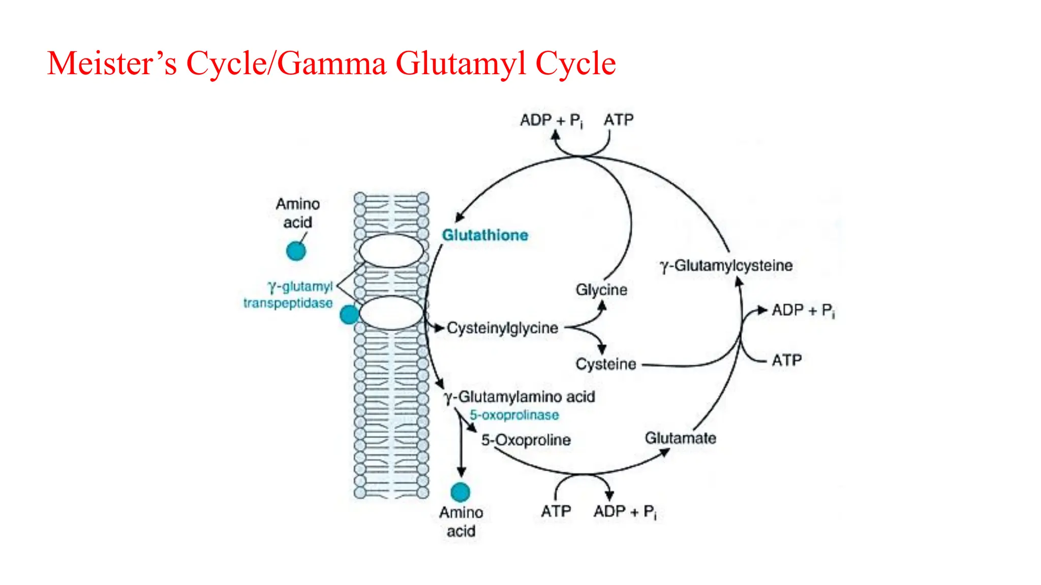 Digestion absorption of proteins, Protein digestion abnormalities ...