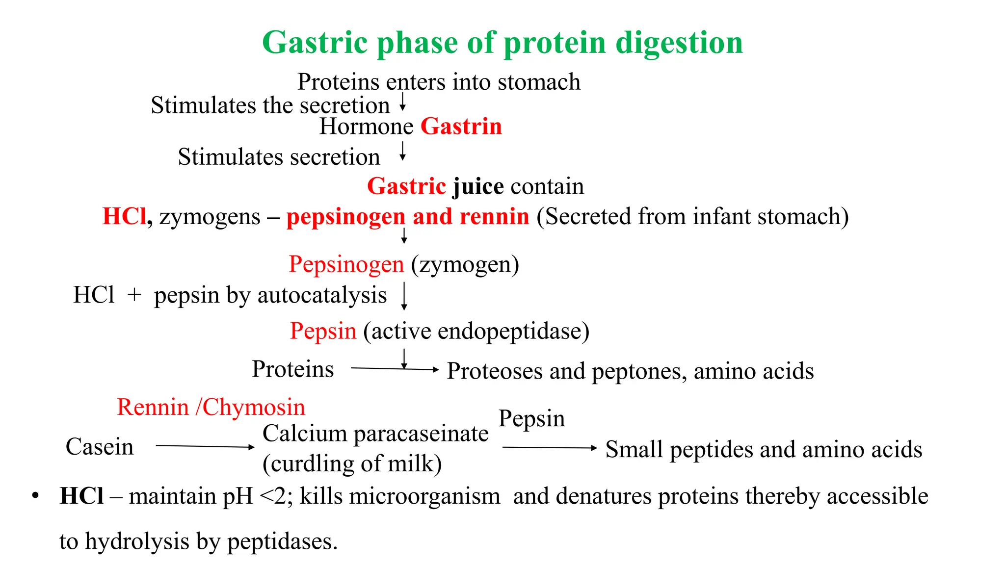 Digestion absorption of proteins, Protein digestion abnormalities ...