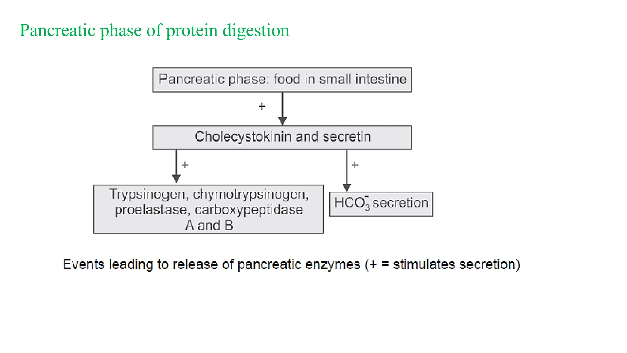 Digestion absorption of proteins, Protein digestion abnormalities ...