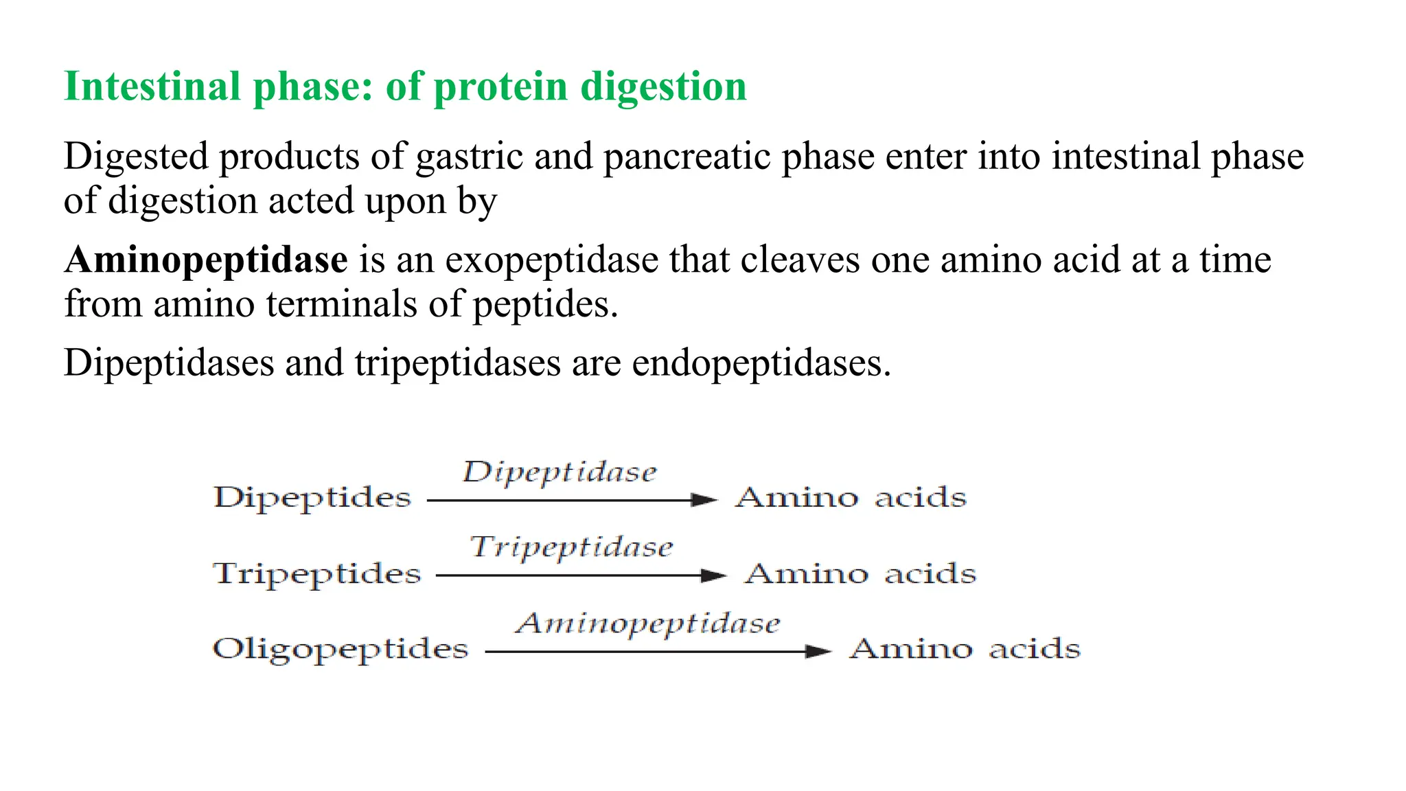 Digestion absorption of proteins, Protein digestion abnormalities ...
