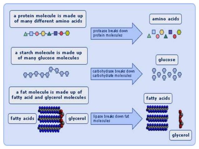 Digestion acids | PPTX