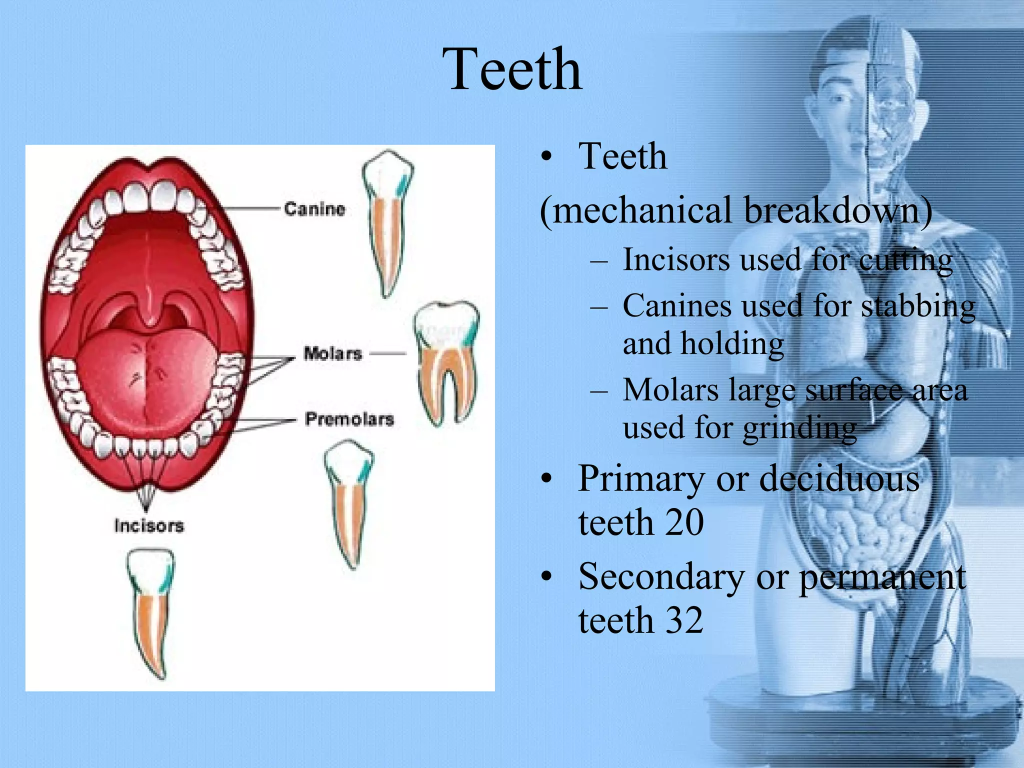 Digestive system - anatomy | PPT