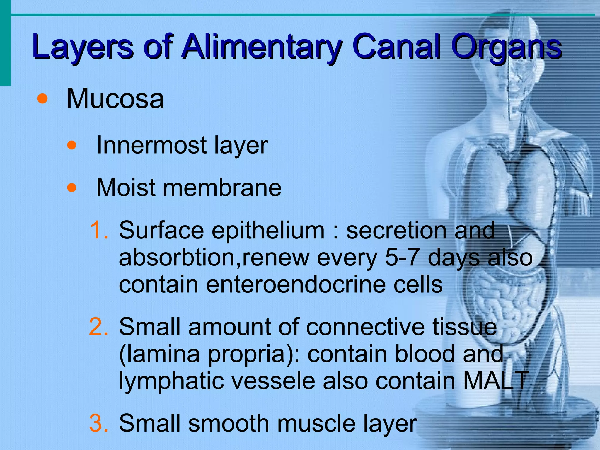 Digestive system - anatomy | PPT
