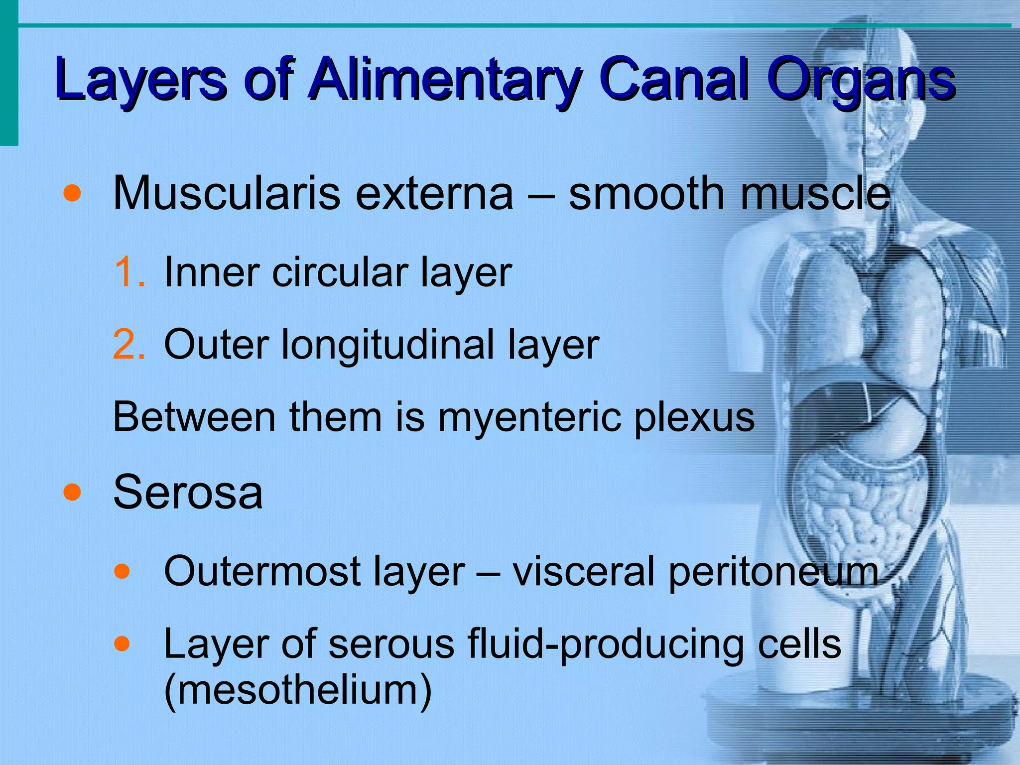 Digestive system - anatomy | PPT