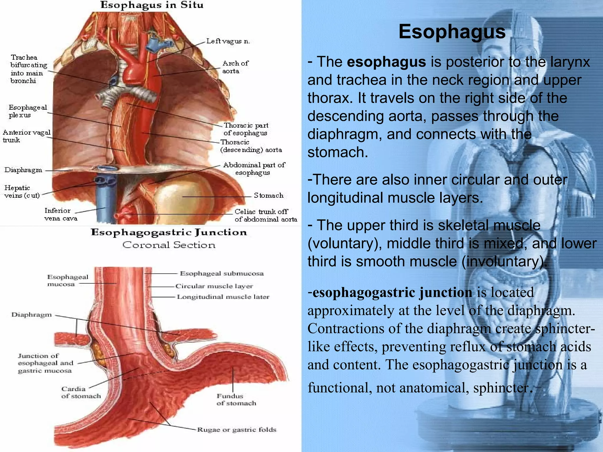 Digestive system - anatomy | PPT
