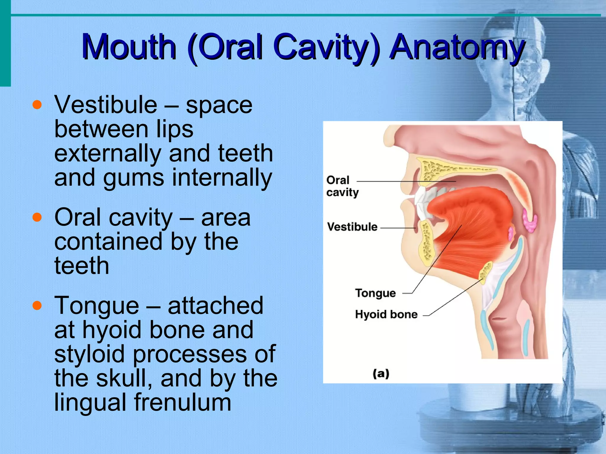 Digestive system - anatomy | PPT