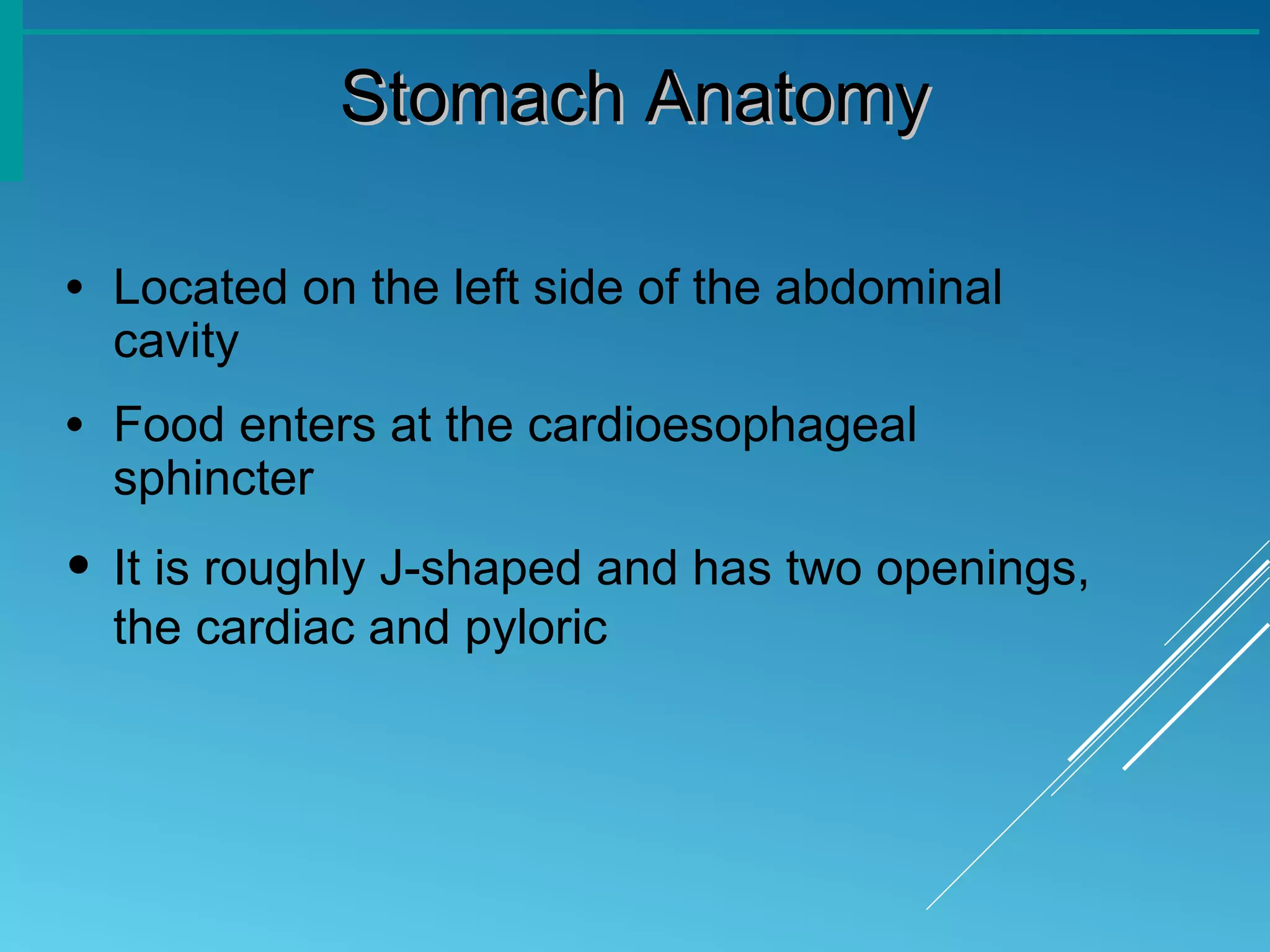 Digestion anatomy | PPT