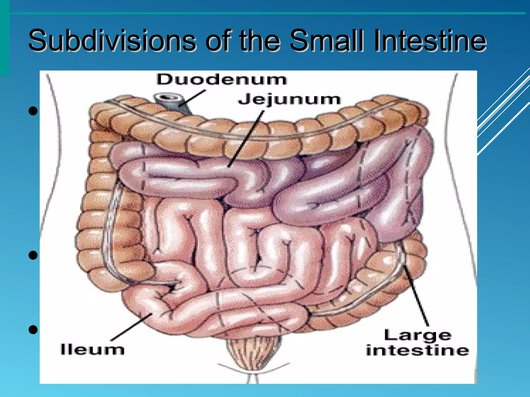 Digestion anatomy | PPT