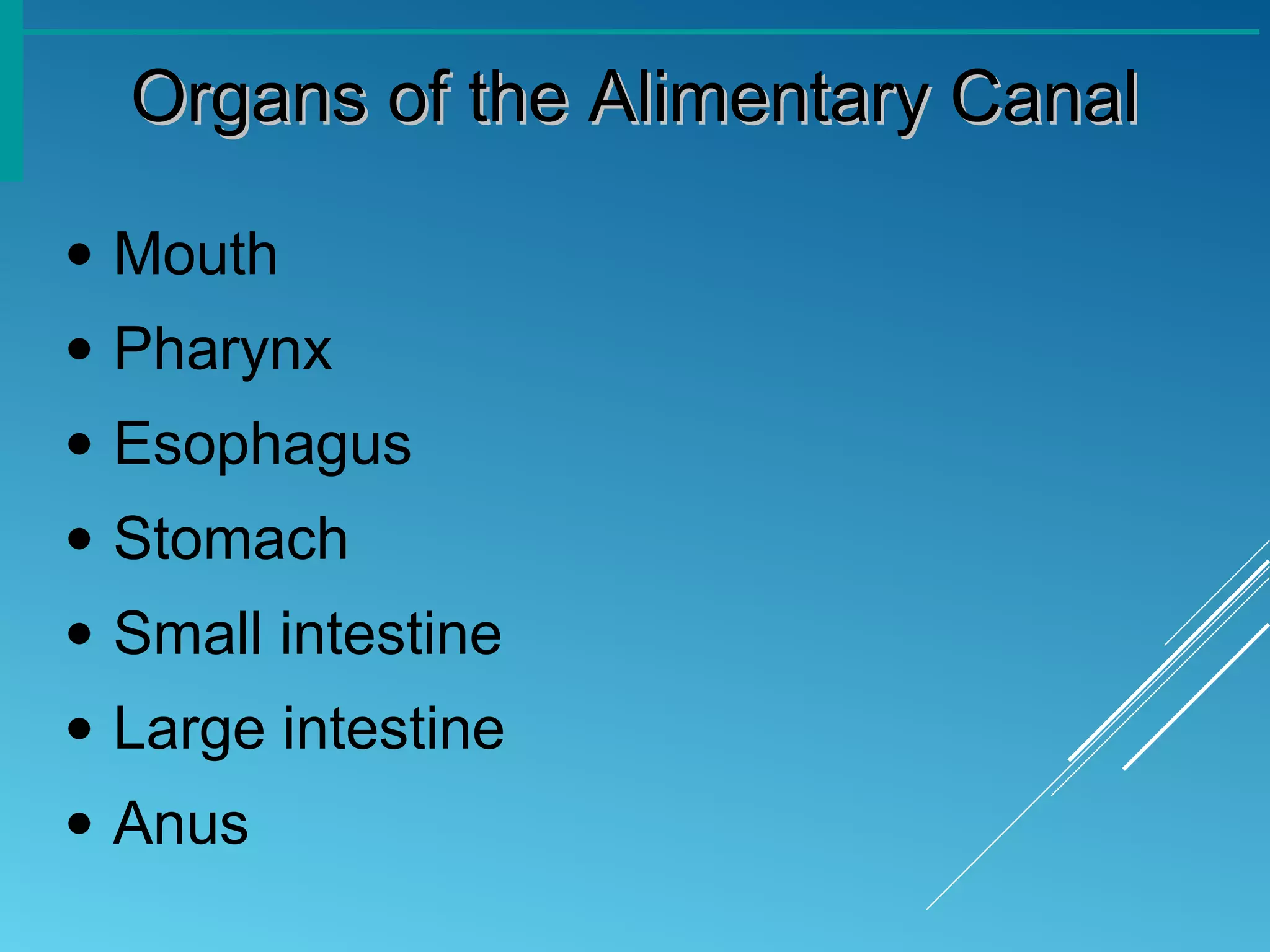 Digestion anatomy | PPT