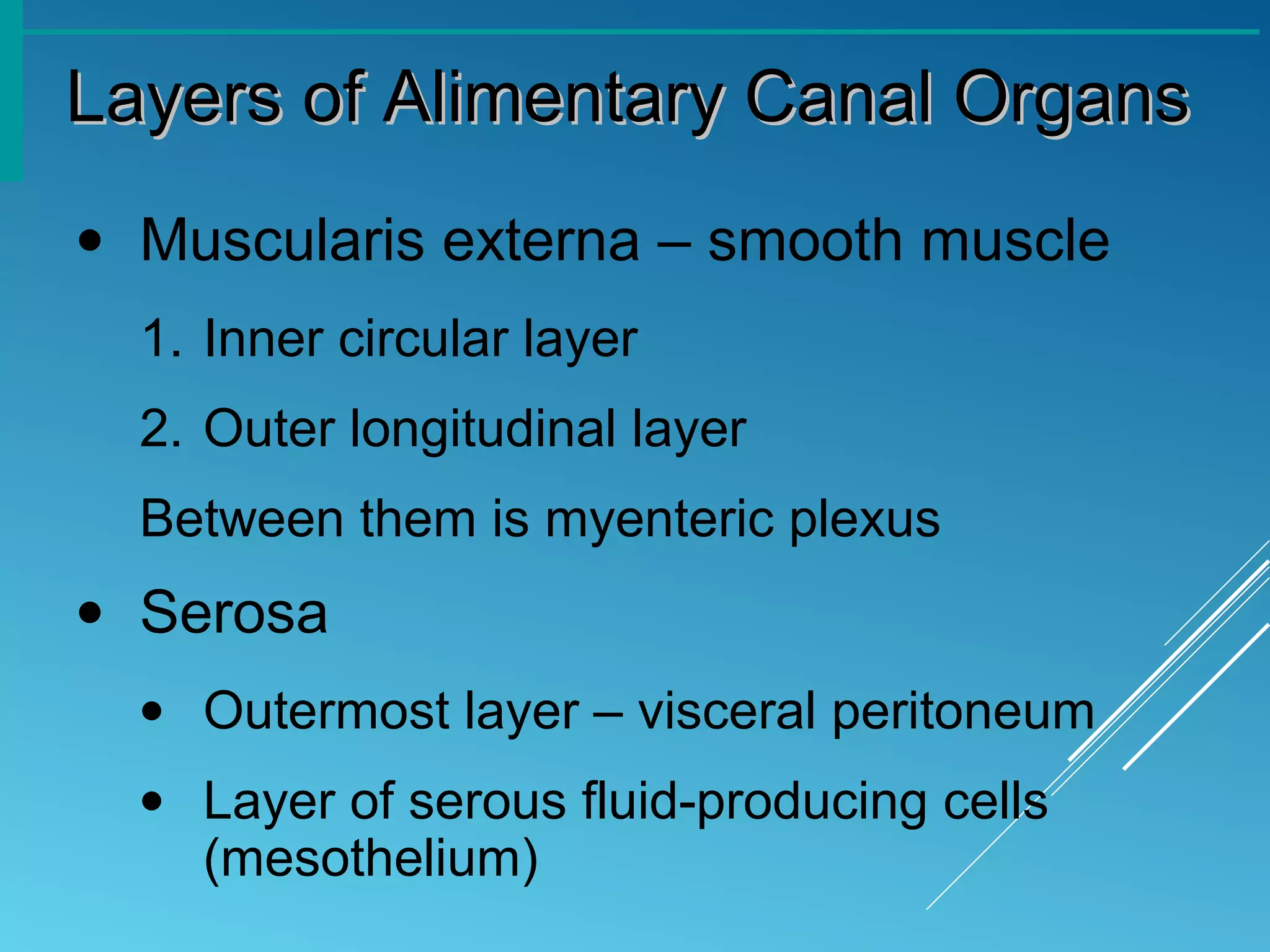 Digestion anatomy | PPT